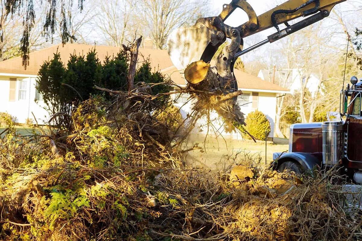 Tree Root Removal: Eliminating Hazards on Your Property